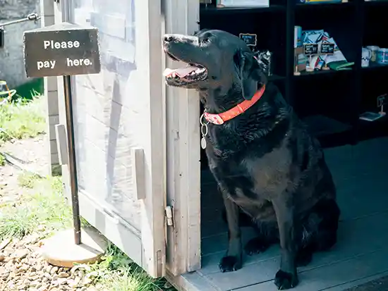 Dog Friendly Attraction Hurst Castle | Dogs are Free on the Ferry
